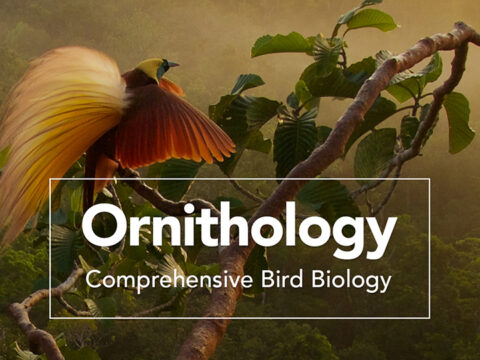 Ornithology: Comprehensive Bird Biology - Bird Alliance