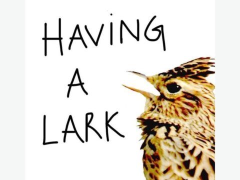 Home - Bird Alliance