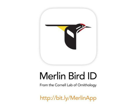 Merlin Bird ID - Bird Alliance