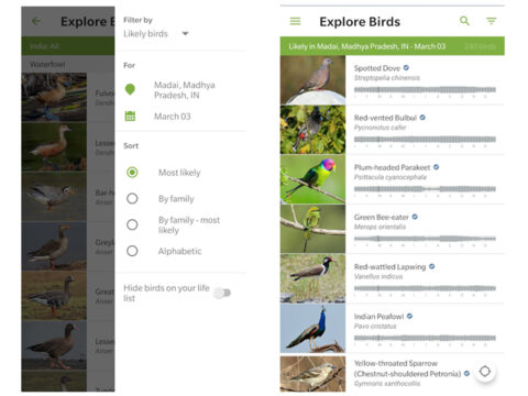 How To Use Merlin - Bird Alliance