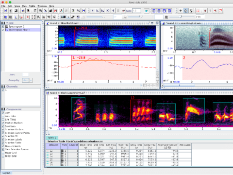 Raven Sound Analysis - Bird Alliance