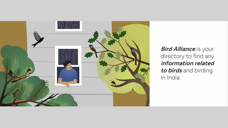 Home - Bird Alliance