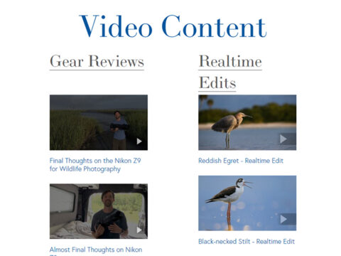 Learn Wildlife Photography Online - Bird Alliance